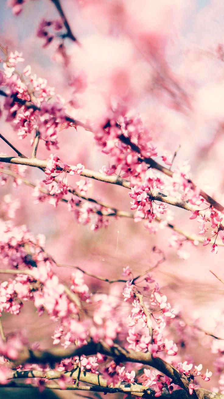 Sakura iPhone Wallpapers - Top Free Sakura iPhone Backgrounds ...