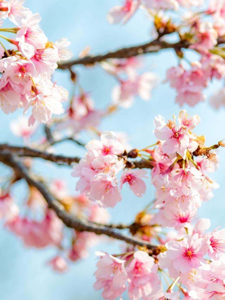 Sakura iPhone Wallpapers - Top Free Sakura iPhone Backgrounds ...