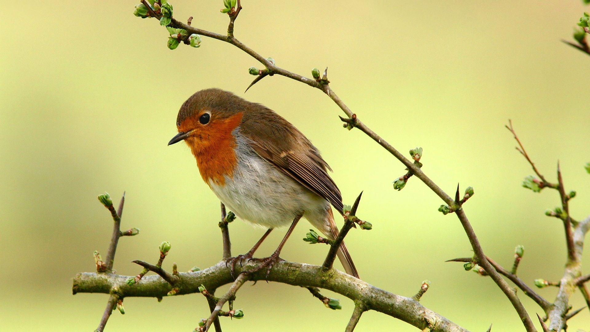 Robin Bird Wallpapers - Top Free Robin Bird Backgrounds - WallpaperAccess