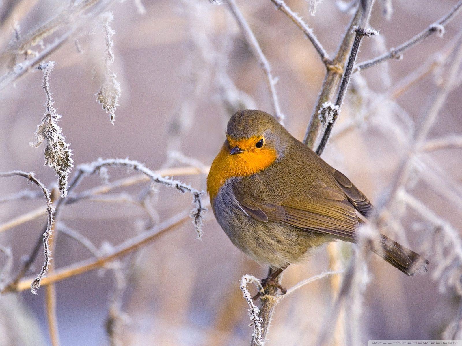 Robin Bird Wallpapers - Top Free Robin Bird Backgrounds - WallpaperAccess