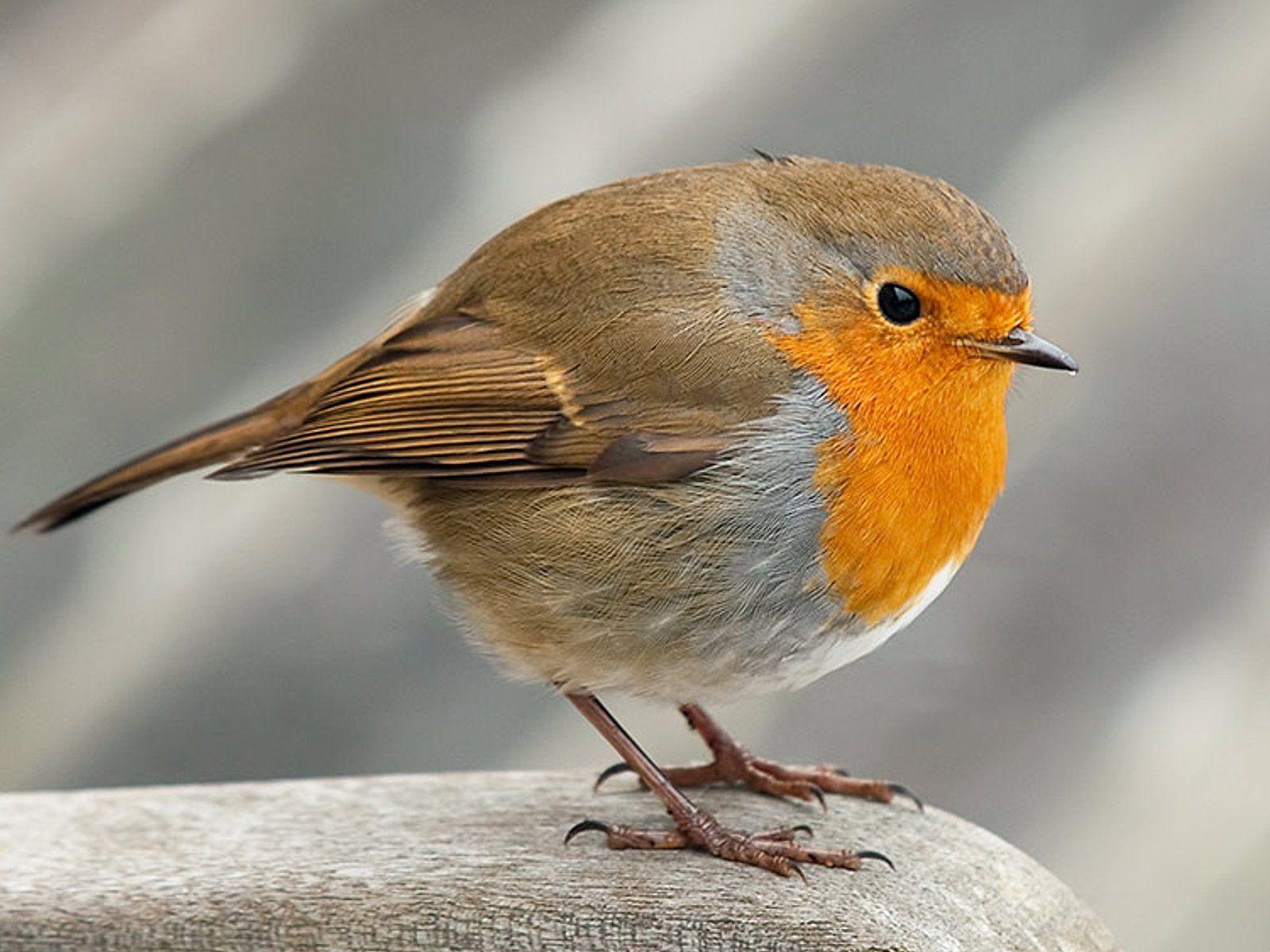 Robin Bird Wallpapers Top Free Robin Bird Backgrounds WallpaperAccess Robin Bird Wallpapers Top Free Robin Bird Backgrounds WallpaperAccess