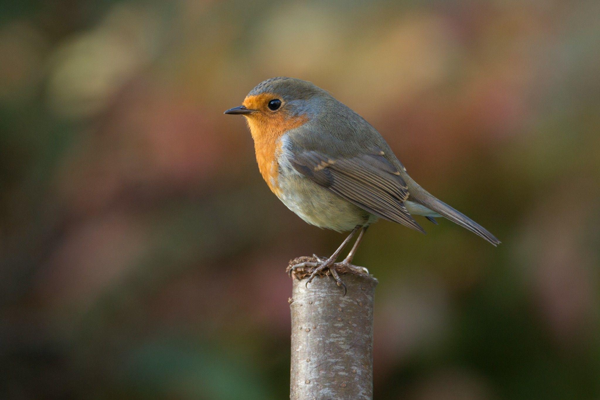 Robin Bird Wallpapers - Top Free Robin Bird Backgrounds - WallpaperAccess