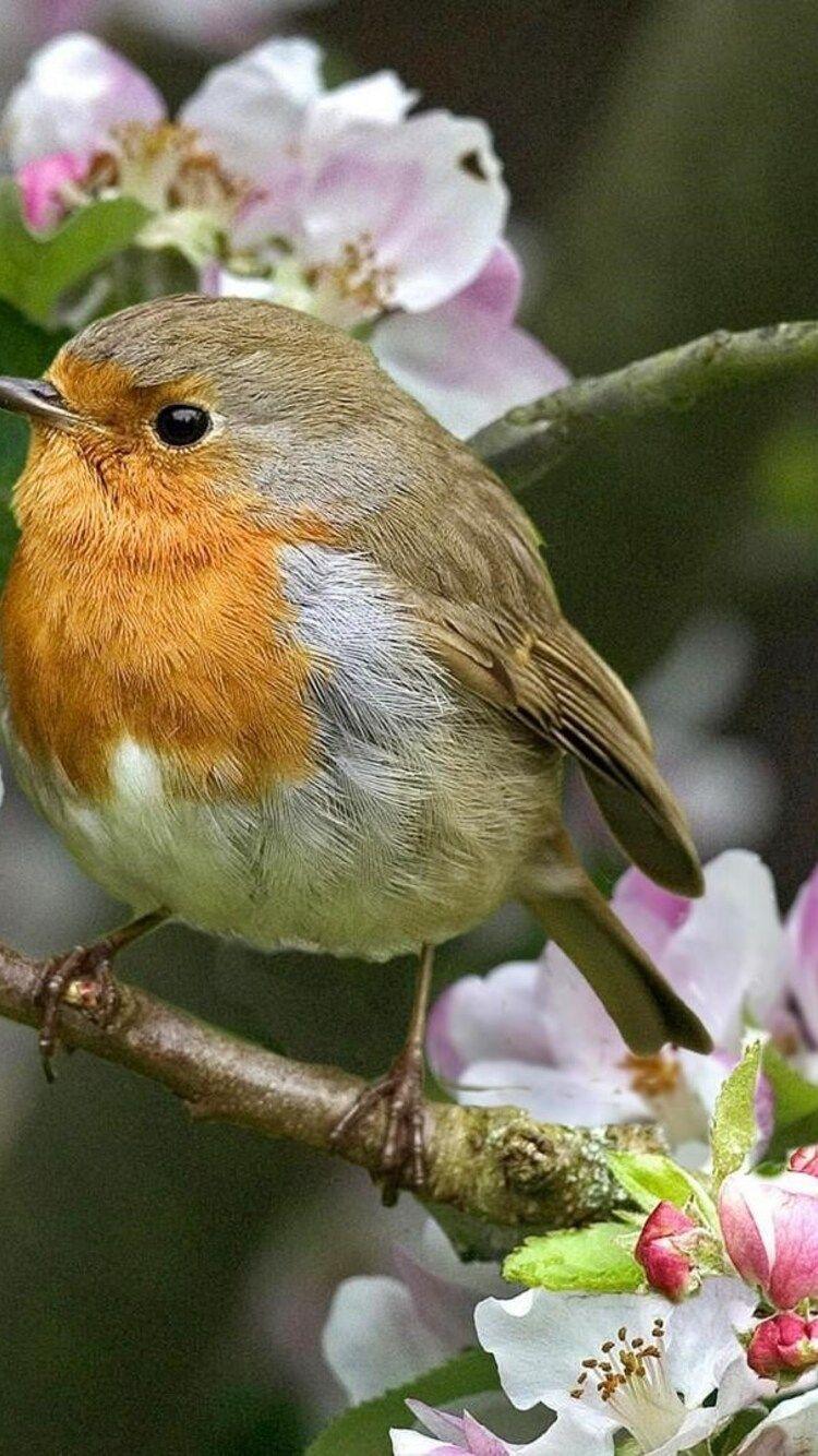 Robin Bird Wallpapers - Top Free Robin Bird Backgrounds - WallpaperAccess