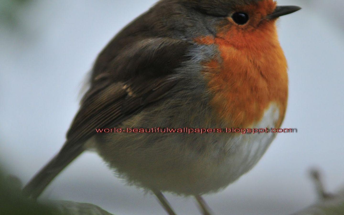 Robin Bird Wallpapers - Top Free Robin Bird Backgrounds - WallpaperAccess