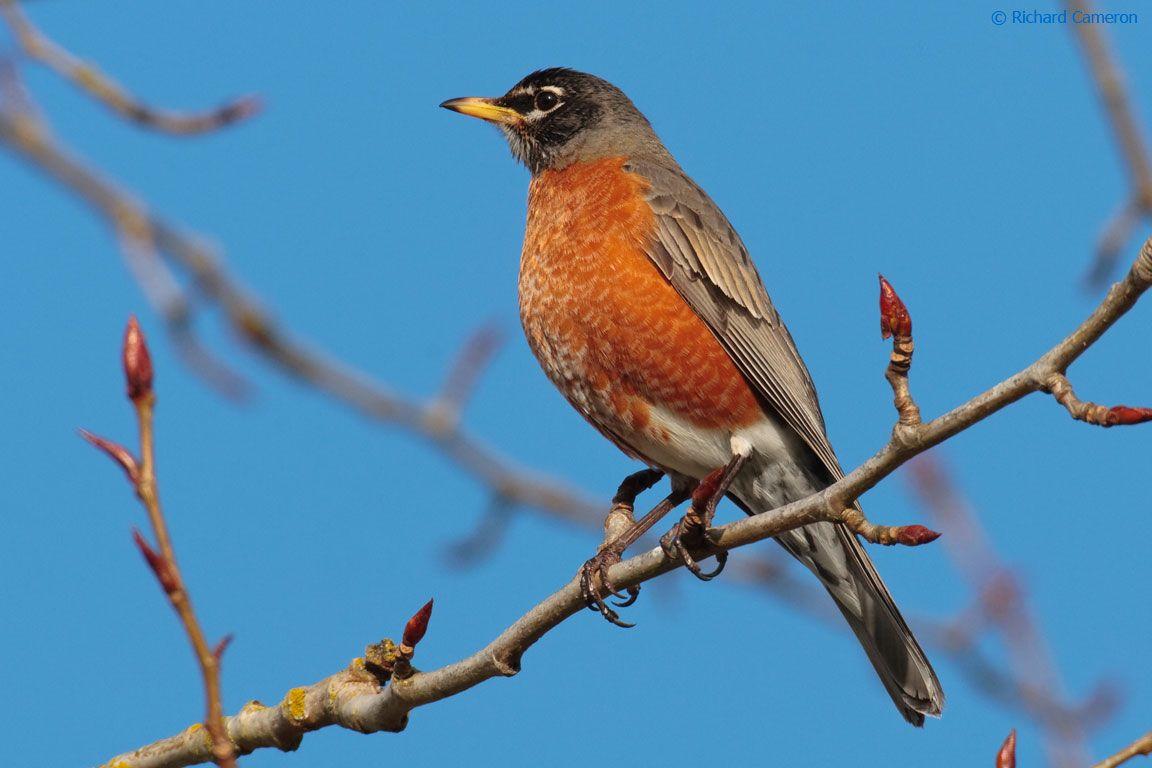 Robin Bird Wallpapers - Top Free Robin Bird Backgrounds - WallpaperAccess