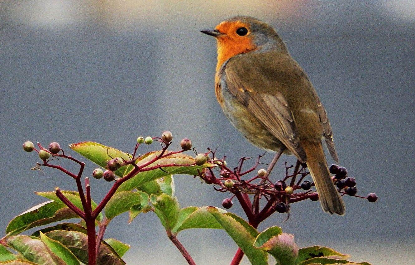 Robin Bird Wallpapers - Top Free Robin Bird Backgrounds - WallpaperAccess