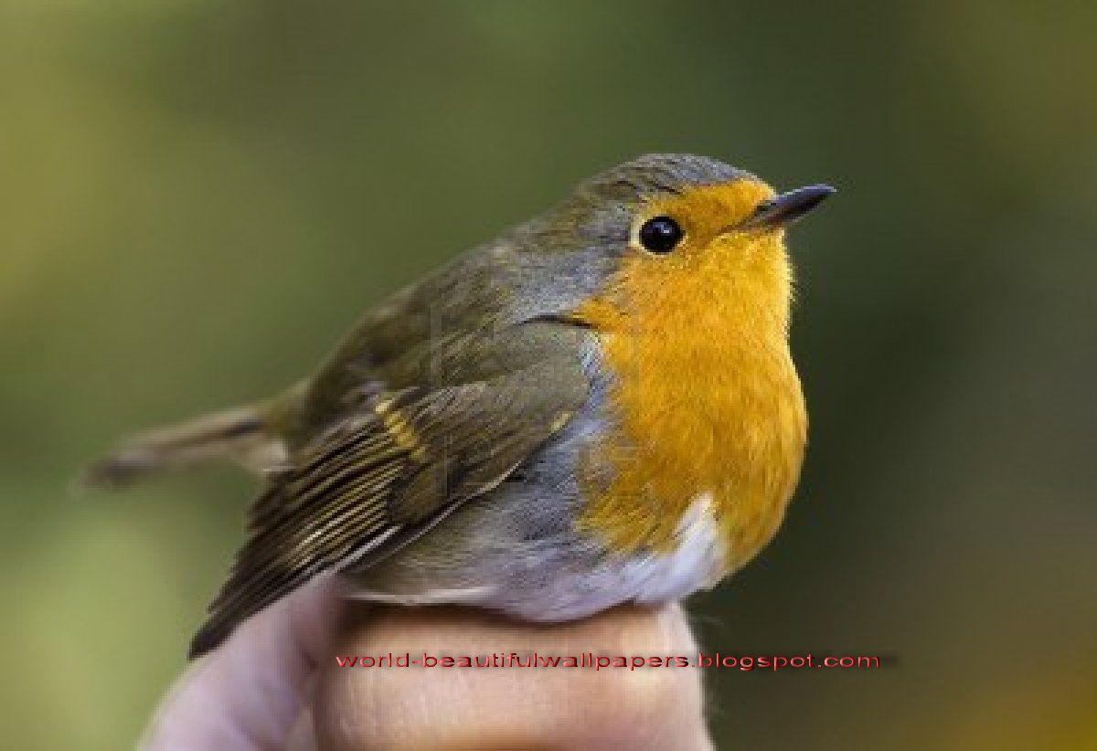 Robin Bird Wallpapers - Top Free Robin Bird Backgrounds - WallpaperAccess