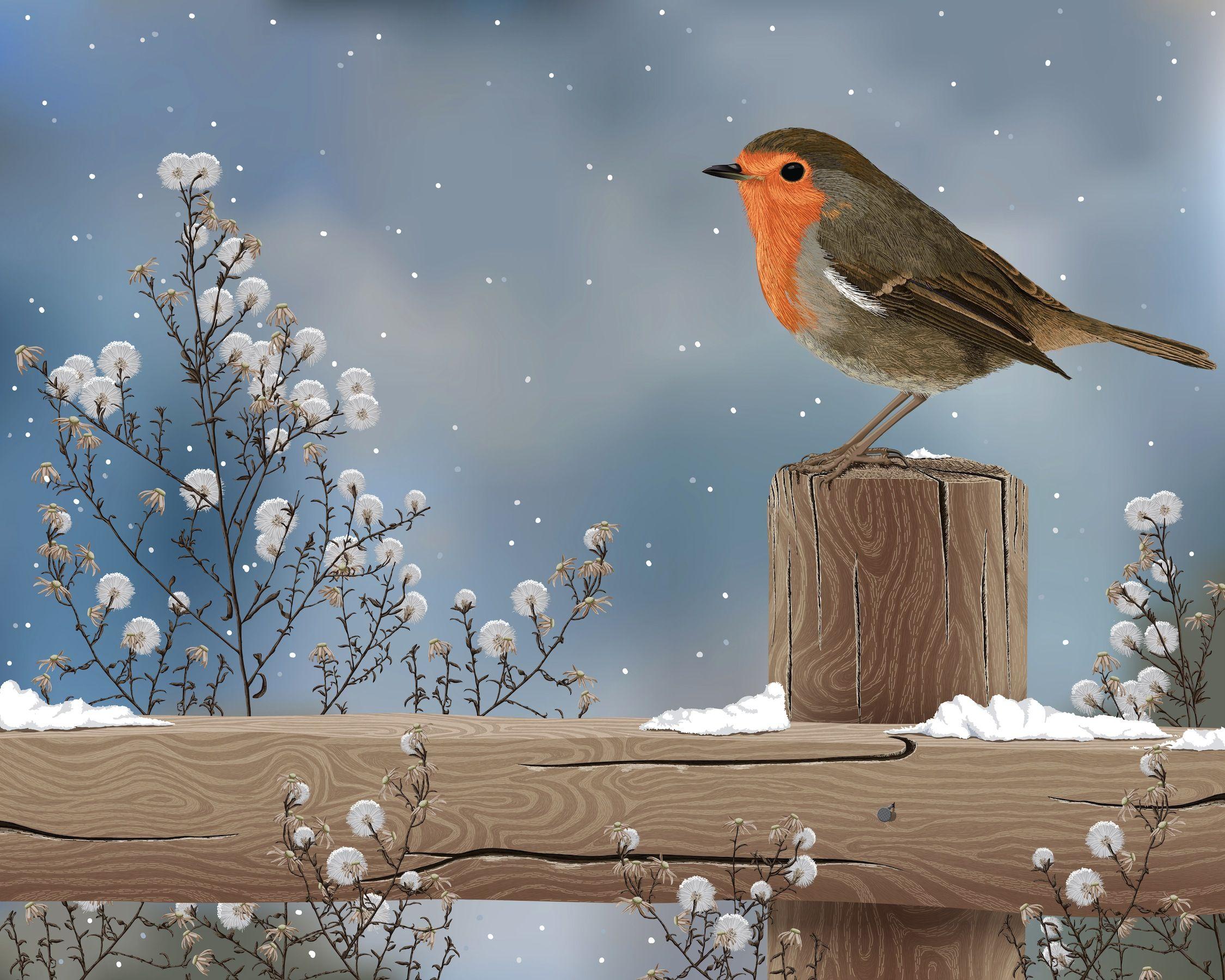 Robin Bird Wallpapers - Top Free Robin Bird Backgrounds - WallpaperAccess