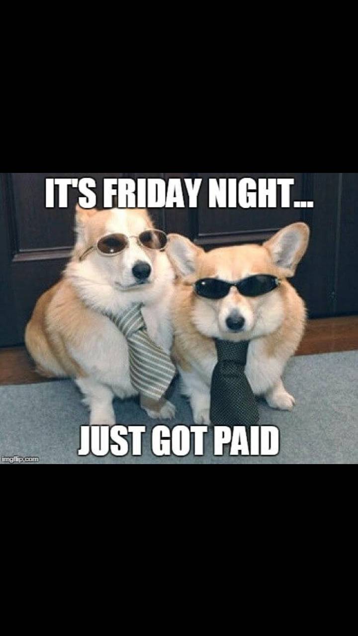 Animal Meme Wallpapers - Top Free Animal Meme Backgrounds - WallpaperAccess