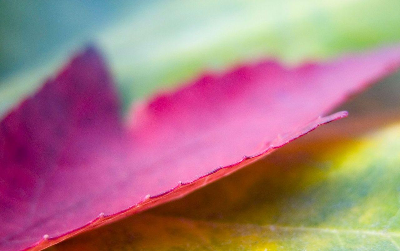 Pink Leaf Wallpapers - Top Free Pink Leaf Backgrounds - WallpaperAccess