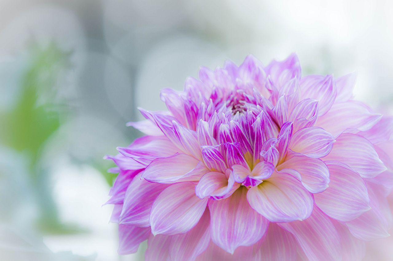 Dahlia Desktop Wallpapers - Top Free Dahlia Desktop Backgrounds ...