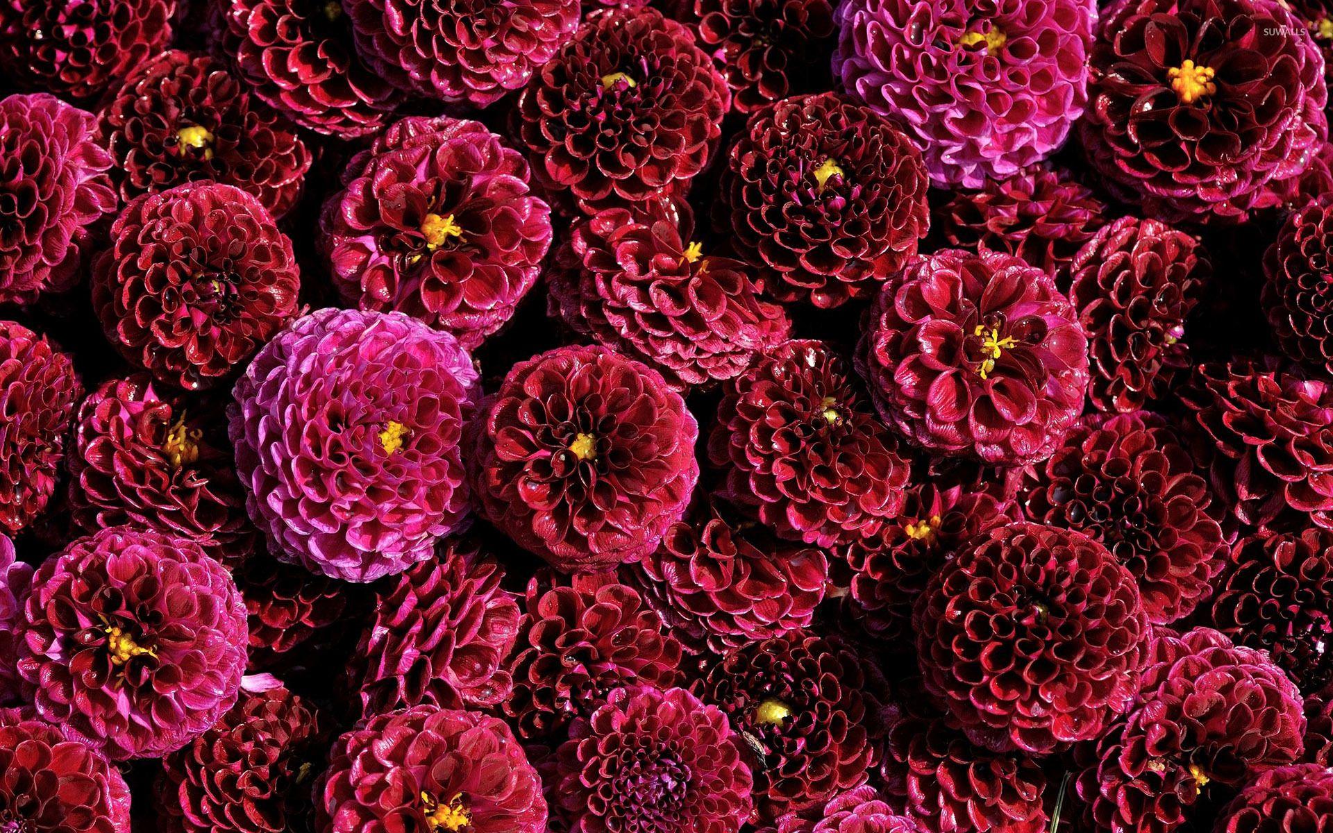 Dahlia Flower Wallpapers - Top Free Dahlia Flower Backgrounds ...