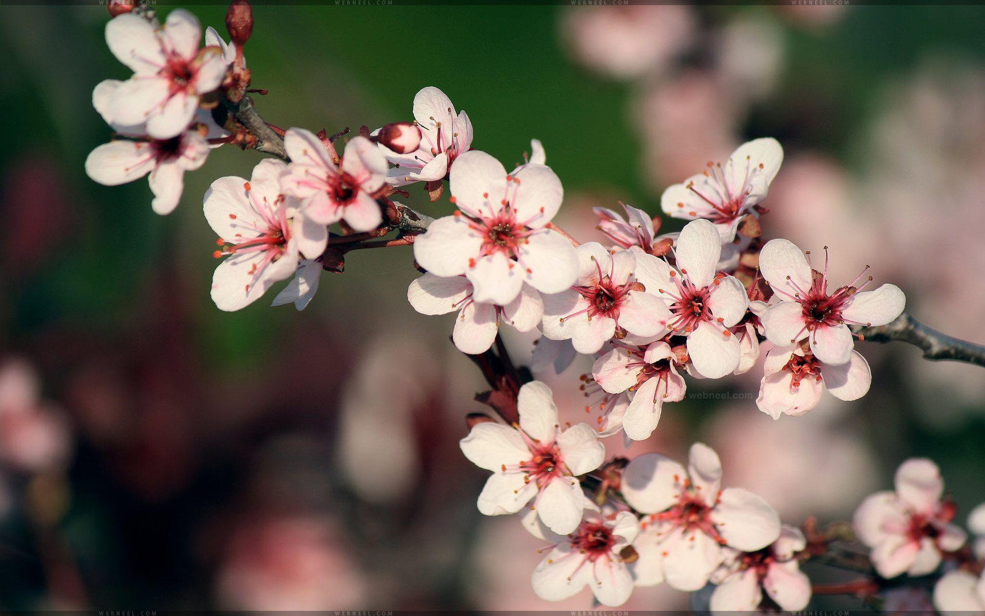 Realistic Flower Wallpapers - Top Free Realistic Flower Backgrounds ...