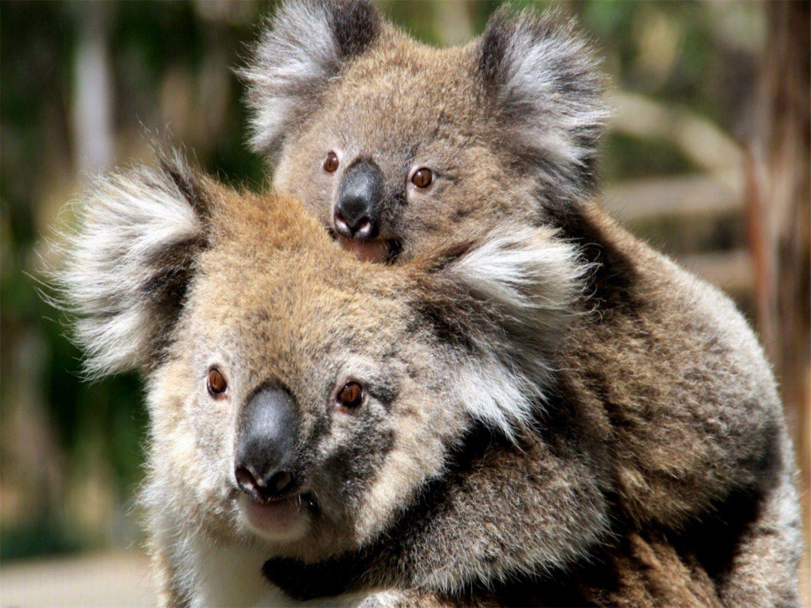 Koala HD Wallpapers - Top Free Koala HD Backgrounds - WallpaperAccess