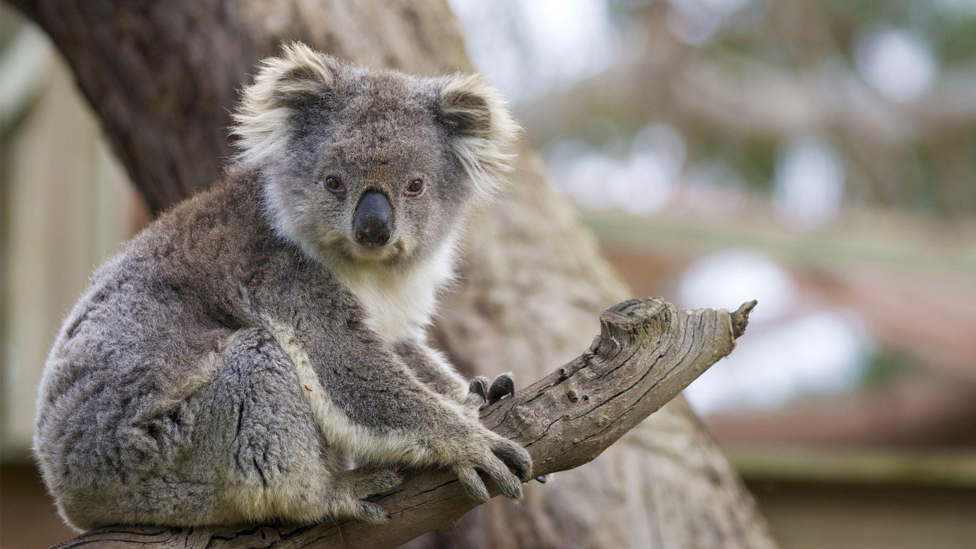 Koala HD Wallpapers - Top Free Koala HD Backgrounds - WallpaperAccess
