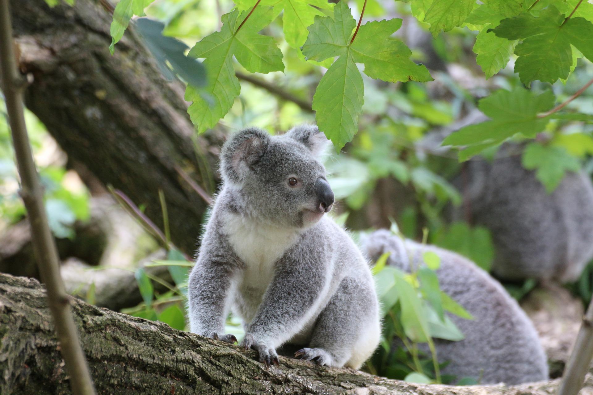 Koala HD Wallpapers - Top Free Koala HD Backgrounds - WallpaperAccess
