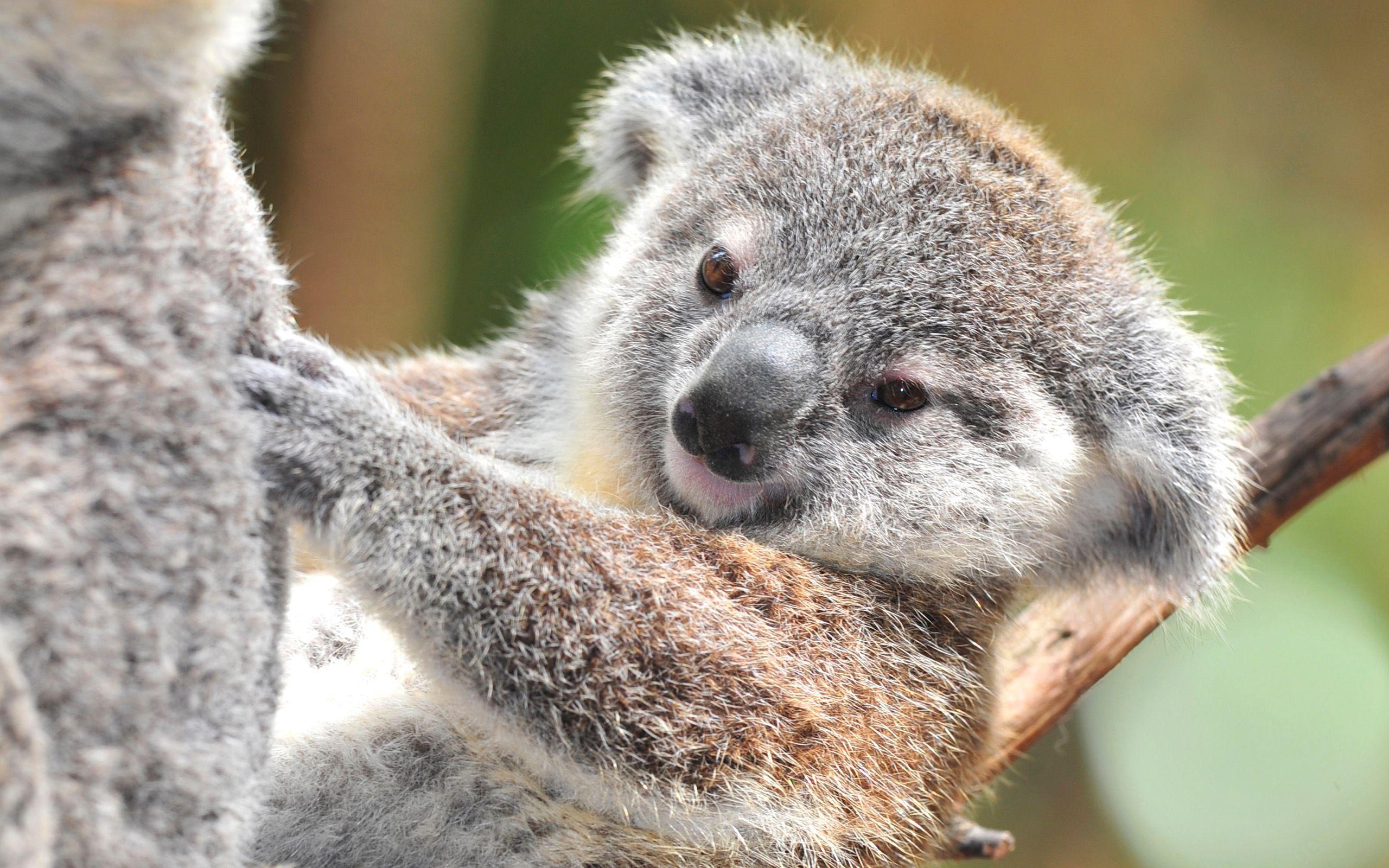 Koala HD Wallpapers - Top Free Koala HD Backgrounds - WallpaperAccess