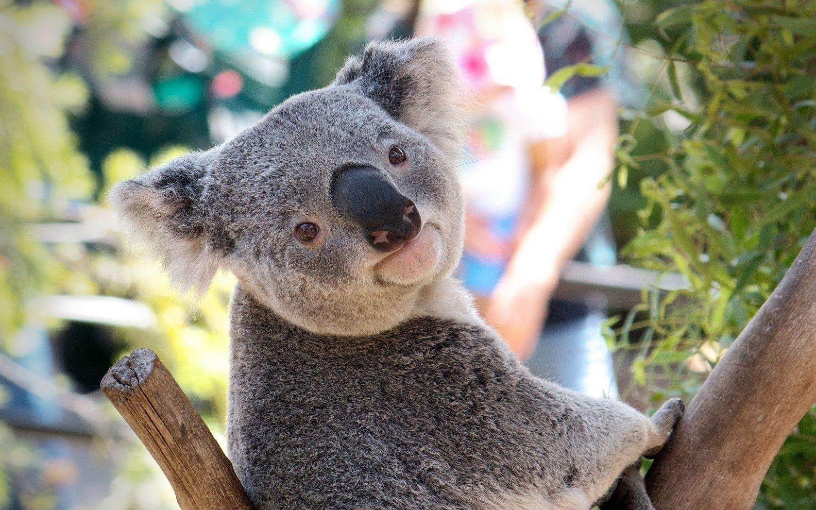 Koala HD Wallpapers - Top Free Koala HD Backgrounds - WallpaperAccess