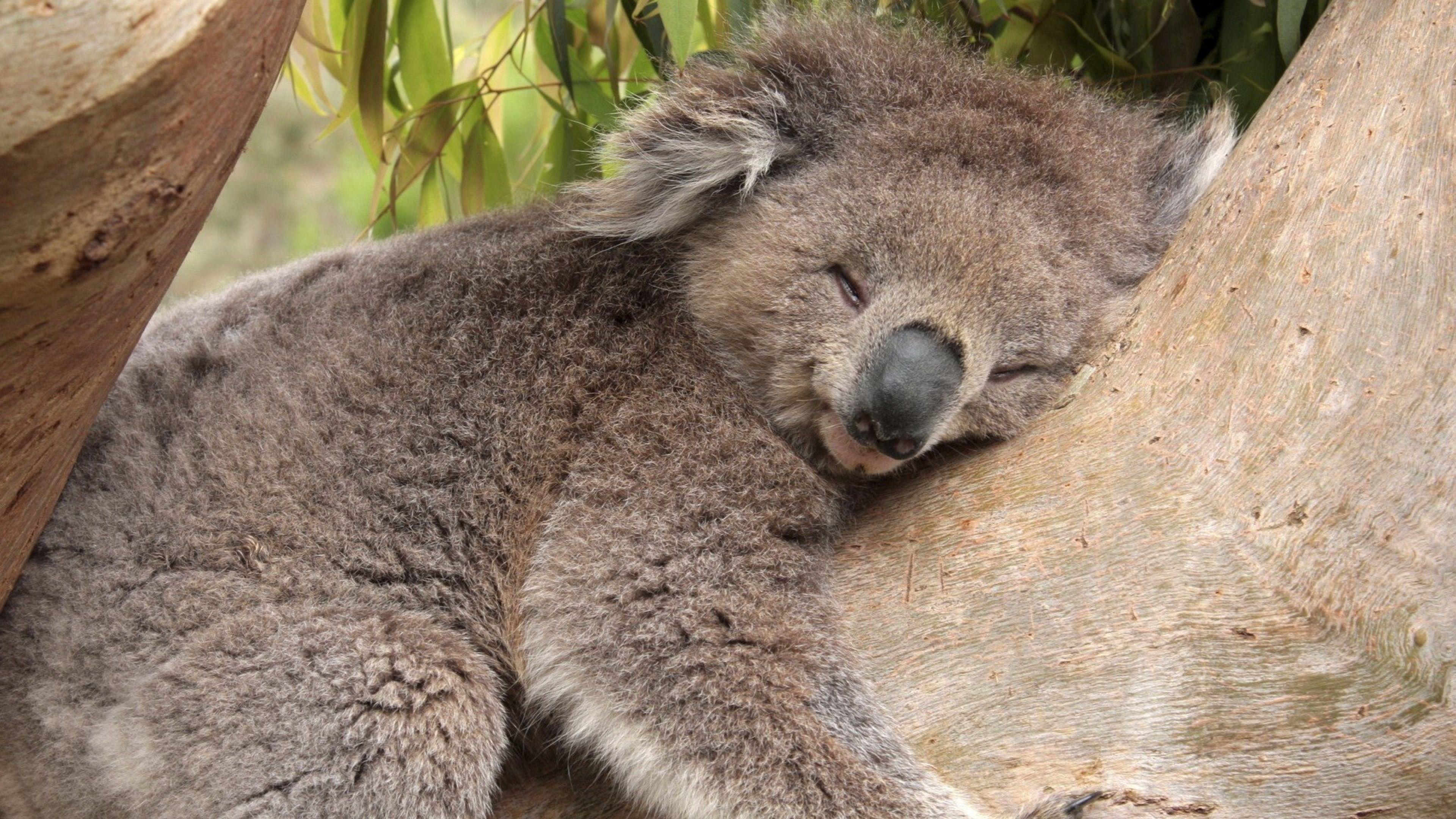 Koala HD Wallpapers - Top Free Koala HD Backgrounds - WallpaperAccess