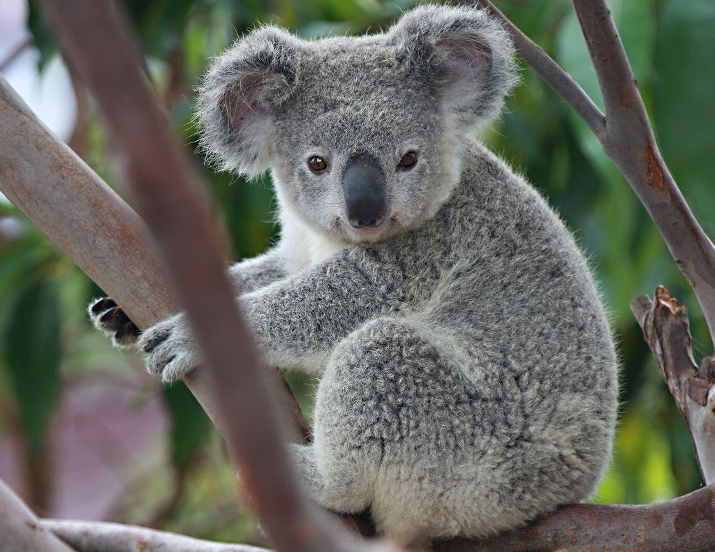 Koala HD Wallpapers - Top Free Koala HD Backgrounds - WallpaperAccess