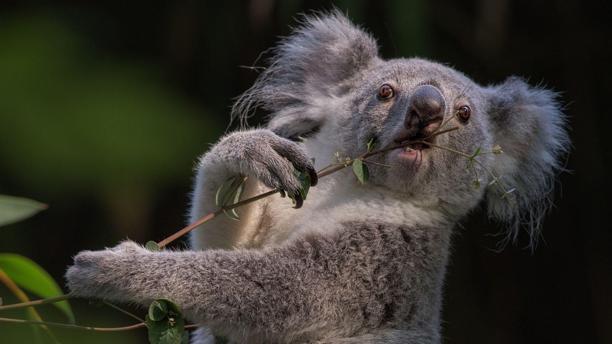 Koala HD Wallpapers - Top Free Koala HD Backgrounds - WallpaperAccess