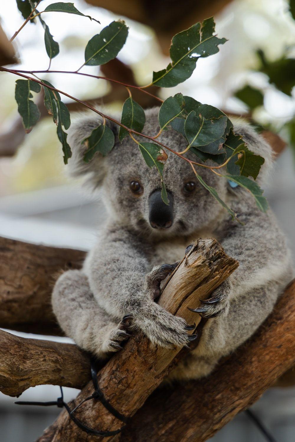 Koala HD Wallpapers - Top Free Koala HD Backgrounds - WallpaperAccess