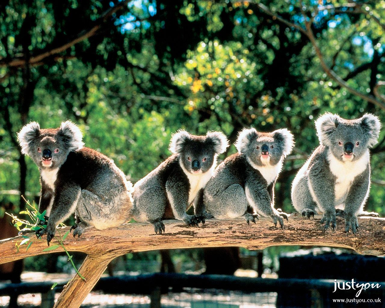 Koala HD Wallpapers - Top Free Koala HD Backgrounds - WallpaperAccess