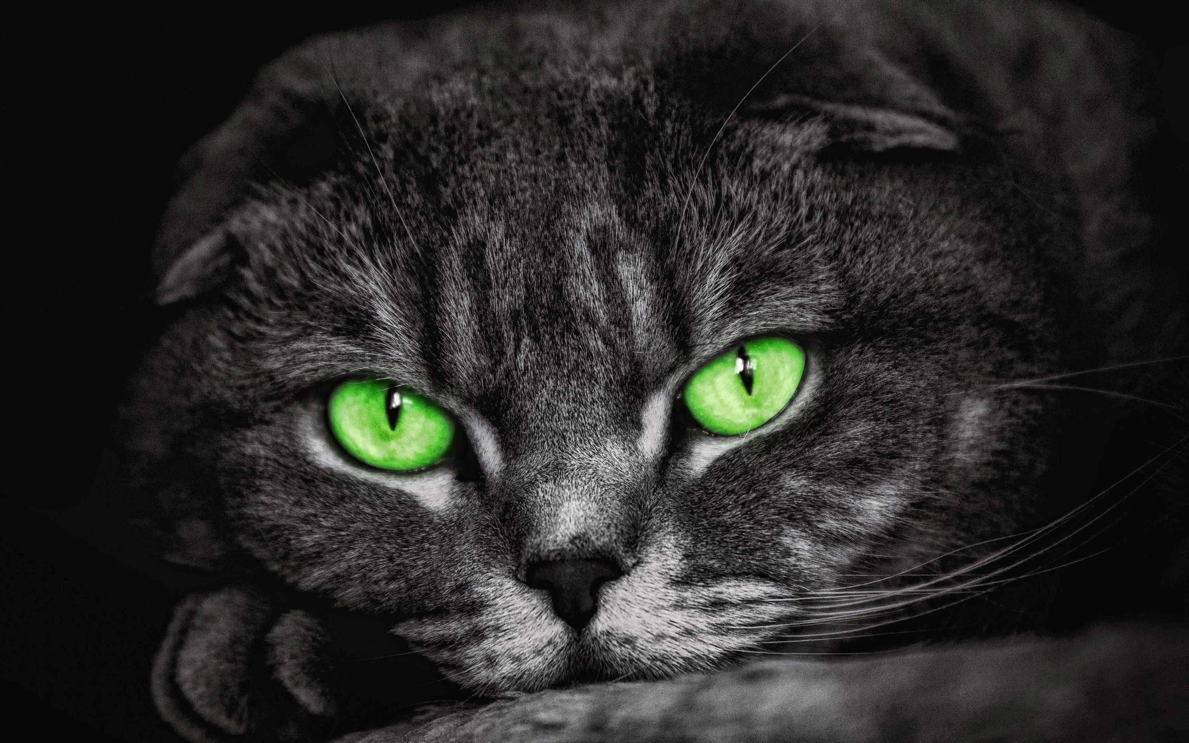 Scottish Fold HD Wallpapers - Top Free Scottish Fold HD Backgrounds ...