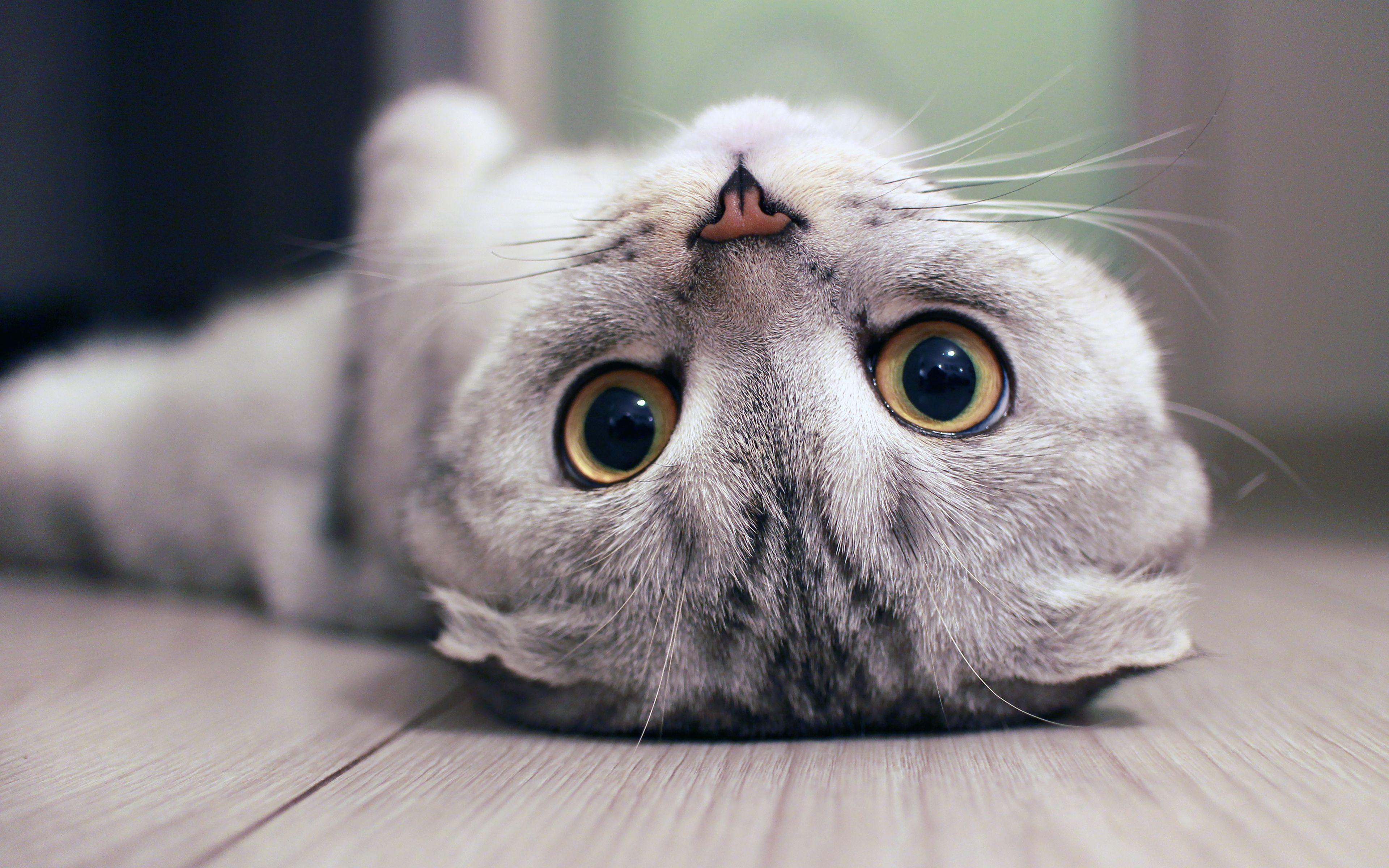 Scottish Fold HD Wallpapers - Top Free Scottish Fold HD Backgrounds ...