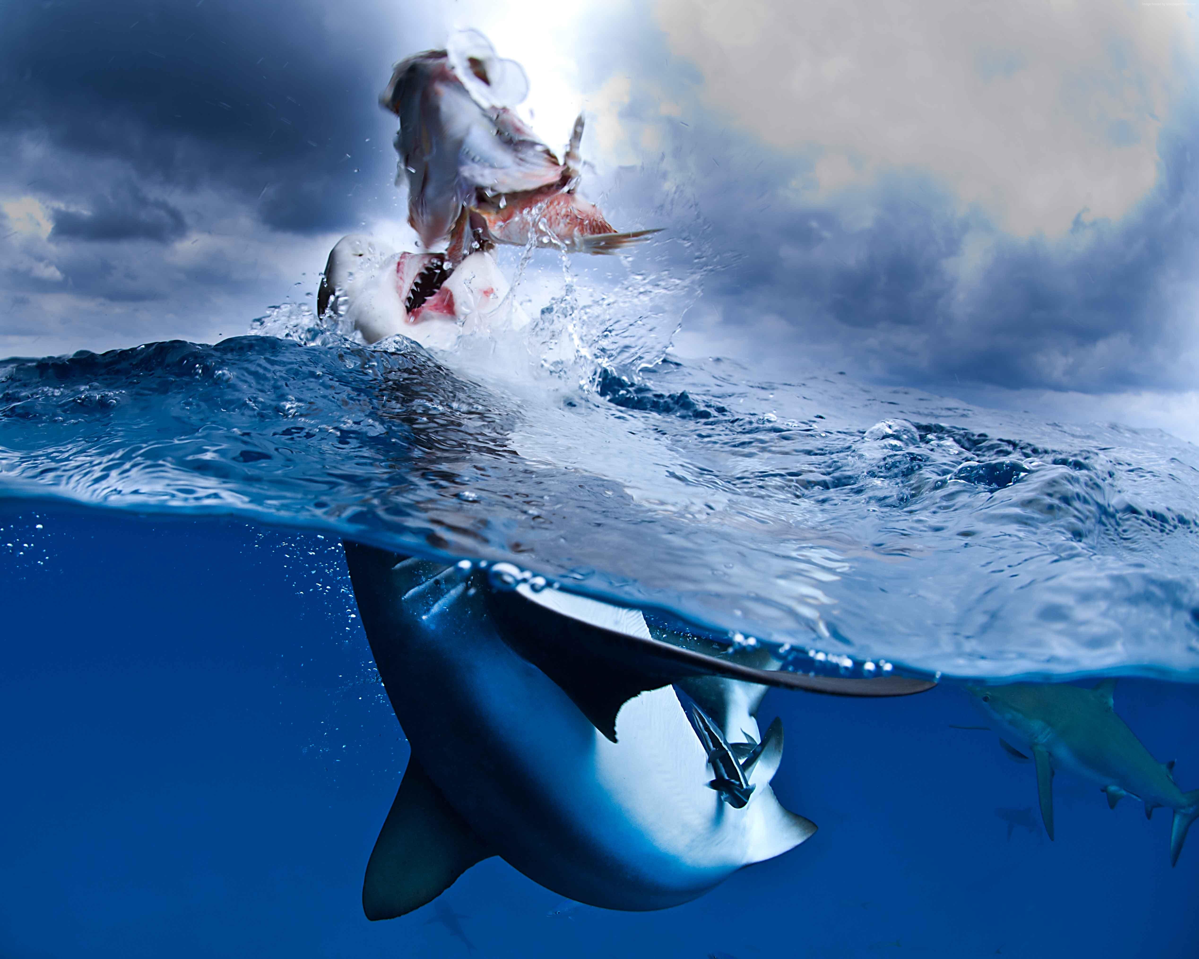 Coral Reef Shark Wallpapers - Top Free Coral Reef Shark Backgrounds ...