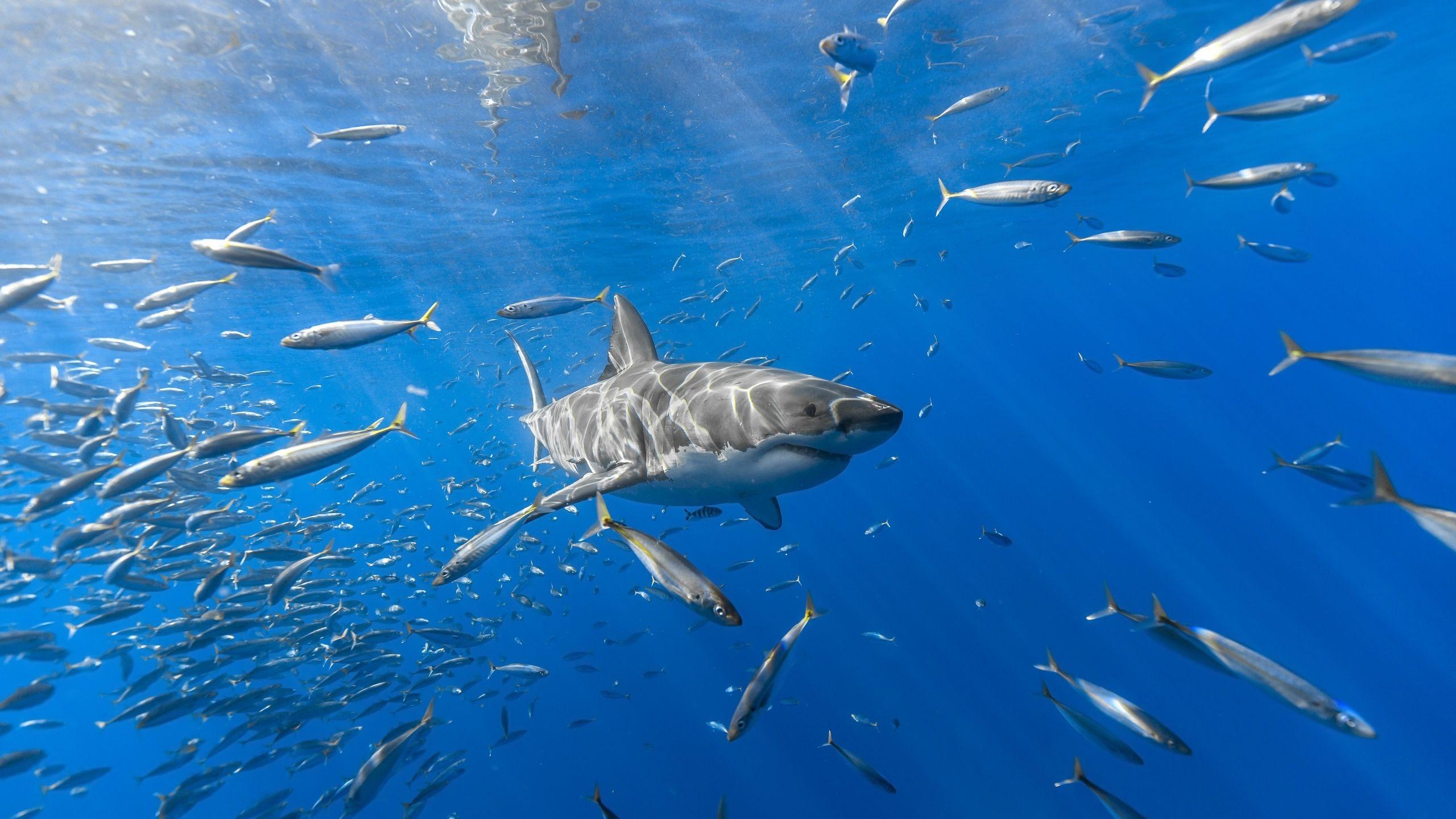 Shark Desktop Wallpapers - Top Free Shark Desktop Backgrounds ...