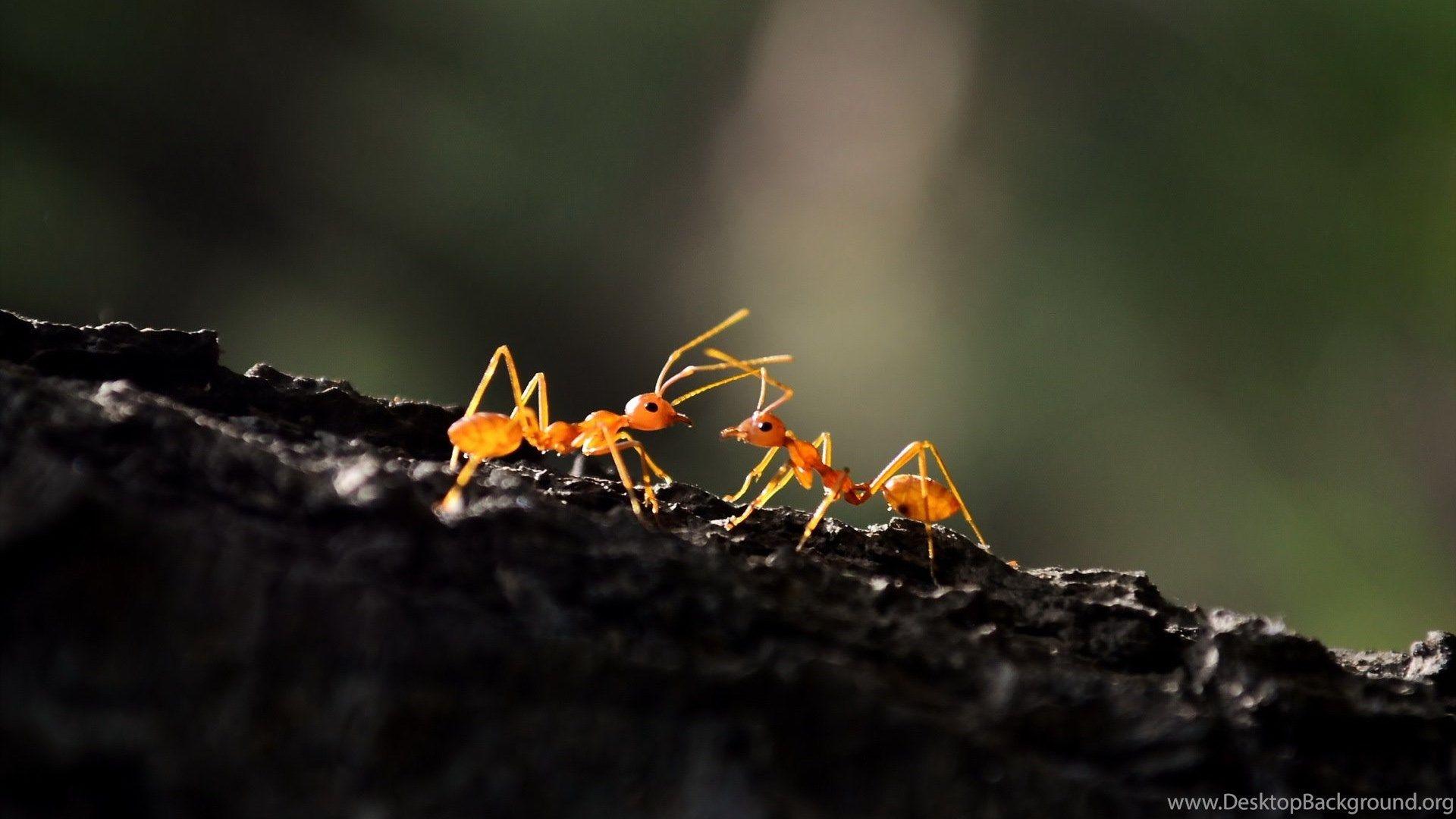 Ant Desktop Wallpapers - Top Free Ant Desktop Backgrounds - WallpaperAccess