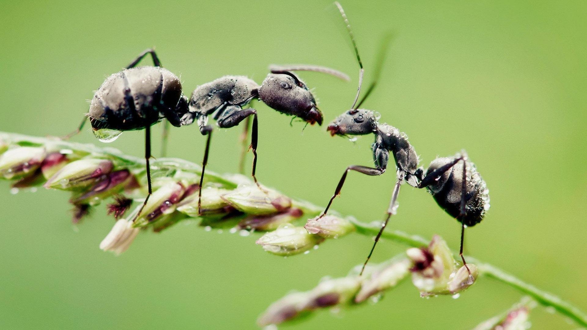 Ant Desktop Wallpapers - Top Free Ant Desktop Backgrounds - WallpaperAccess