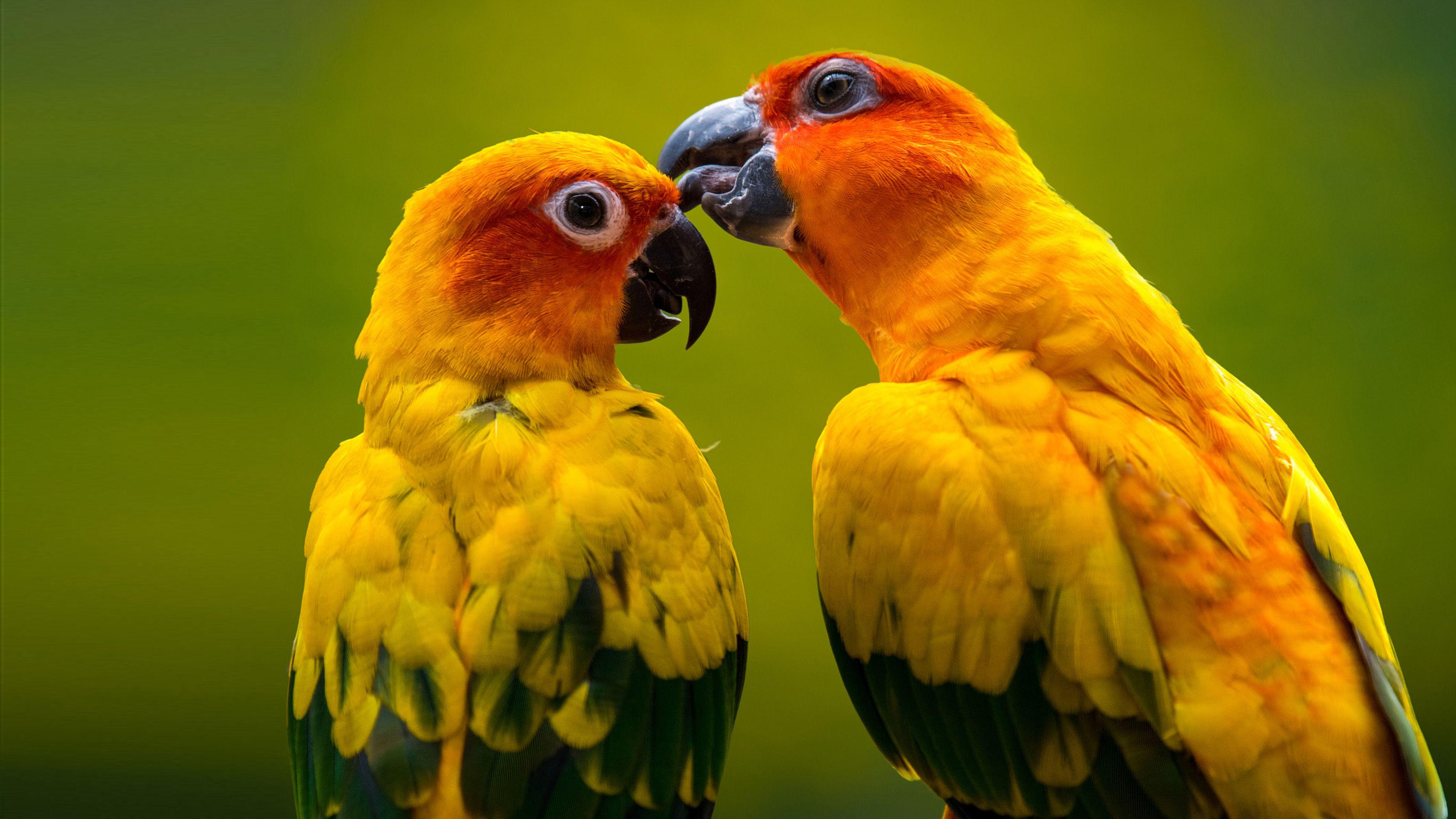 Parrots Laptop Wallpapers - Top Free Parrots Laptop Backgrounds ...