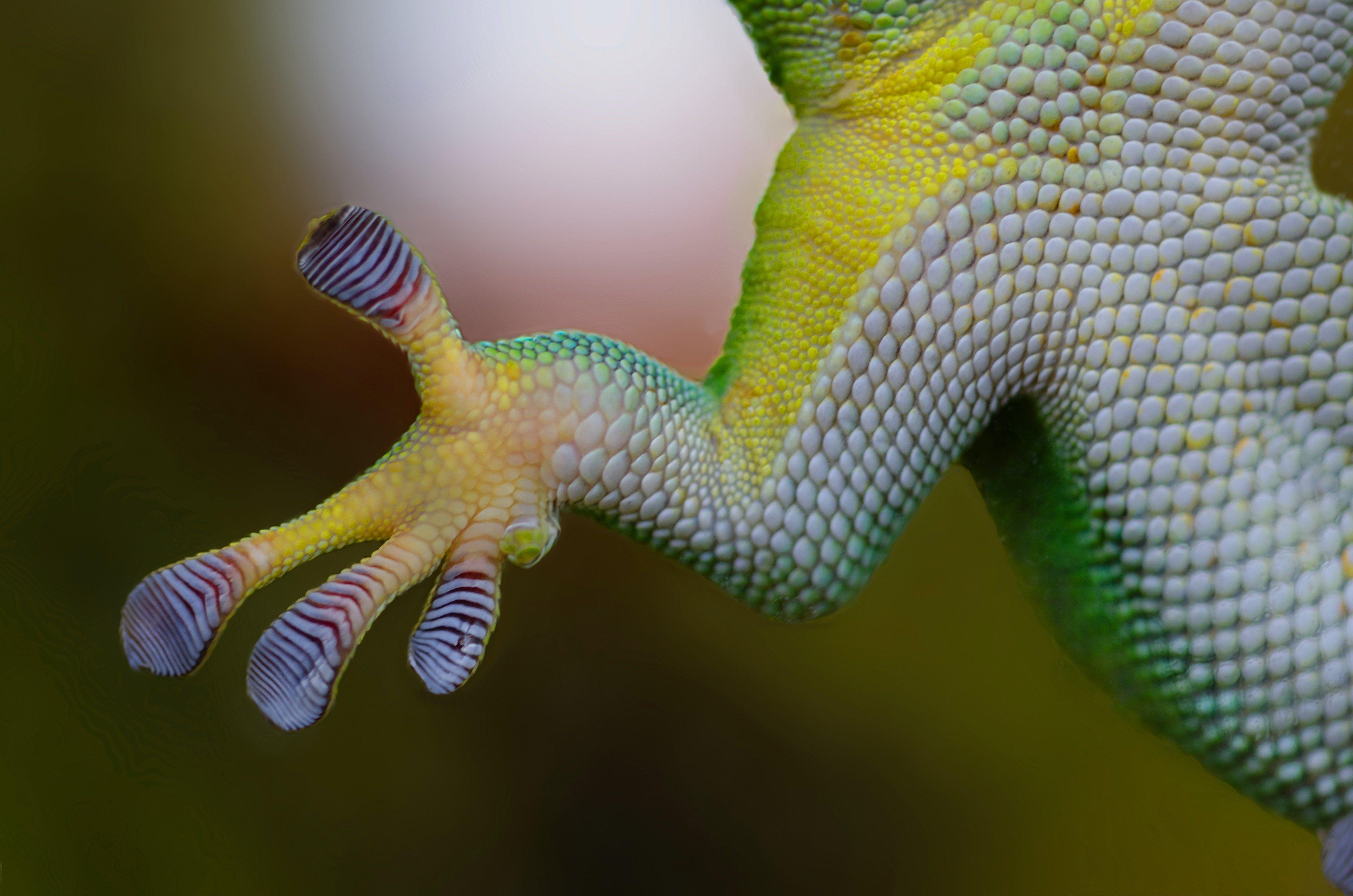Gecko 4K Wallpapers - Top Free Gecko 4K Backgrounds - WallpaperAccess