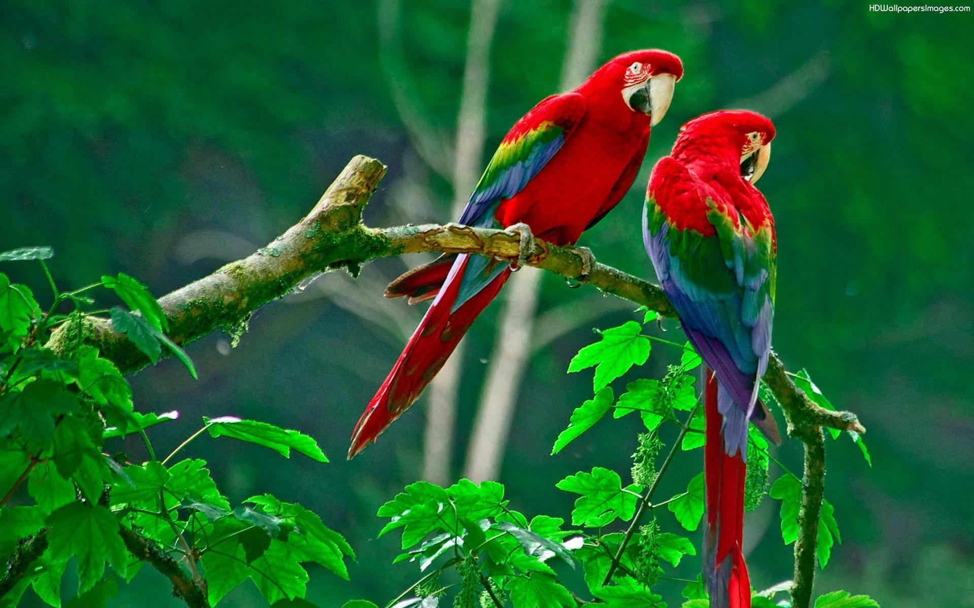 Birds PC Wallpapers - Top Free Birds PC Backgrounds - WallpaperAccess