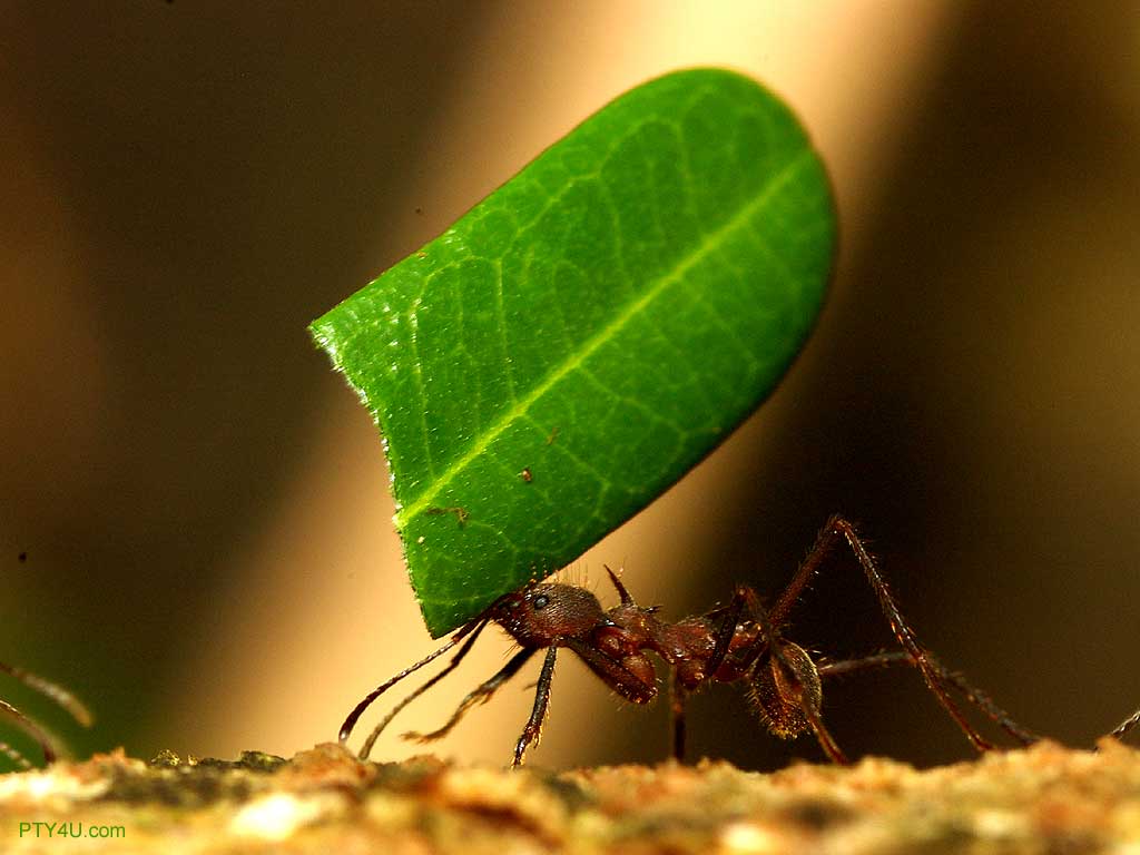 Ant Desktop Wallpapers - Top Free Ant Desktop Backgrounds - WallpaperAccess