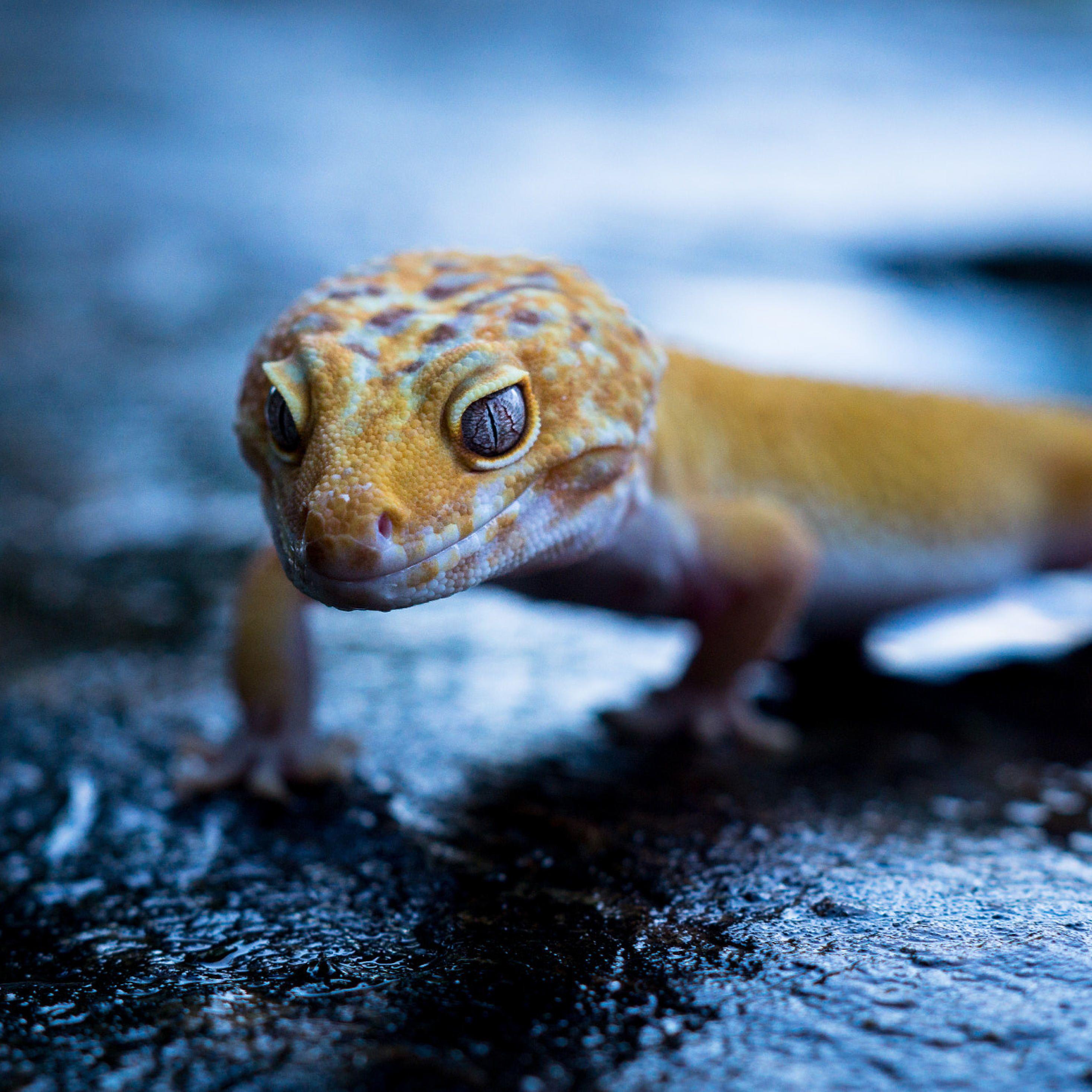 Gecko 4K Wallpapers - Top Free Gecko 4K Backgrounds - WallpaperAccess