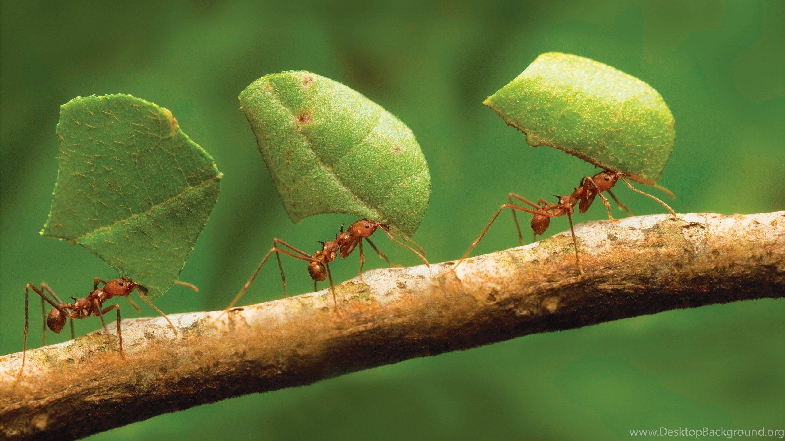 Ant Desktop Wallpapers - Top Free Ant Desktop Backgrounds - WallpaperAccess