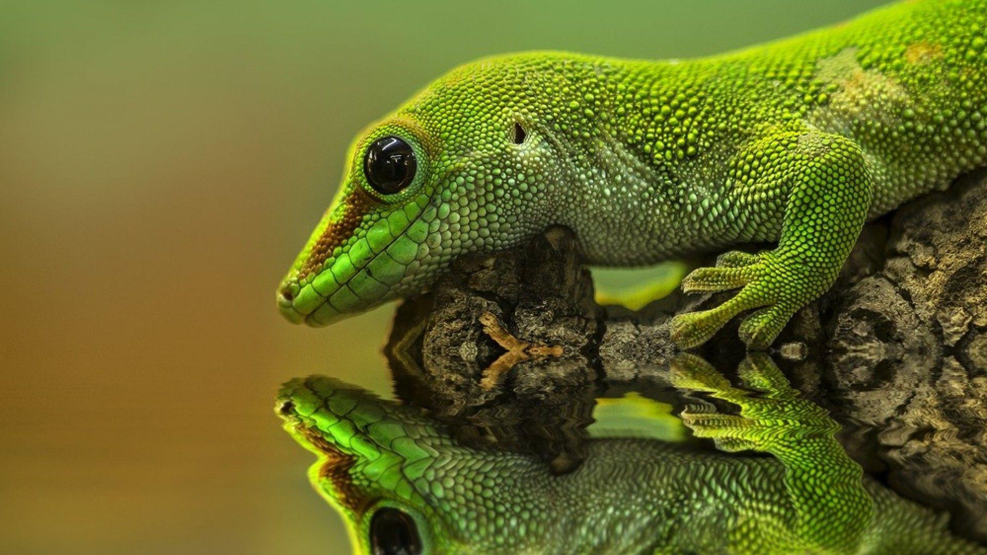 Gecko 4K Wallpapers - Top Free Gecko 4K Backgrounds - WallpaperAccess