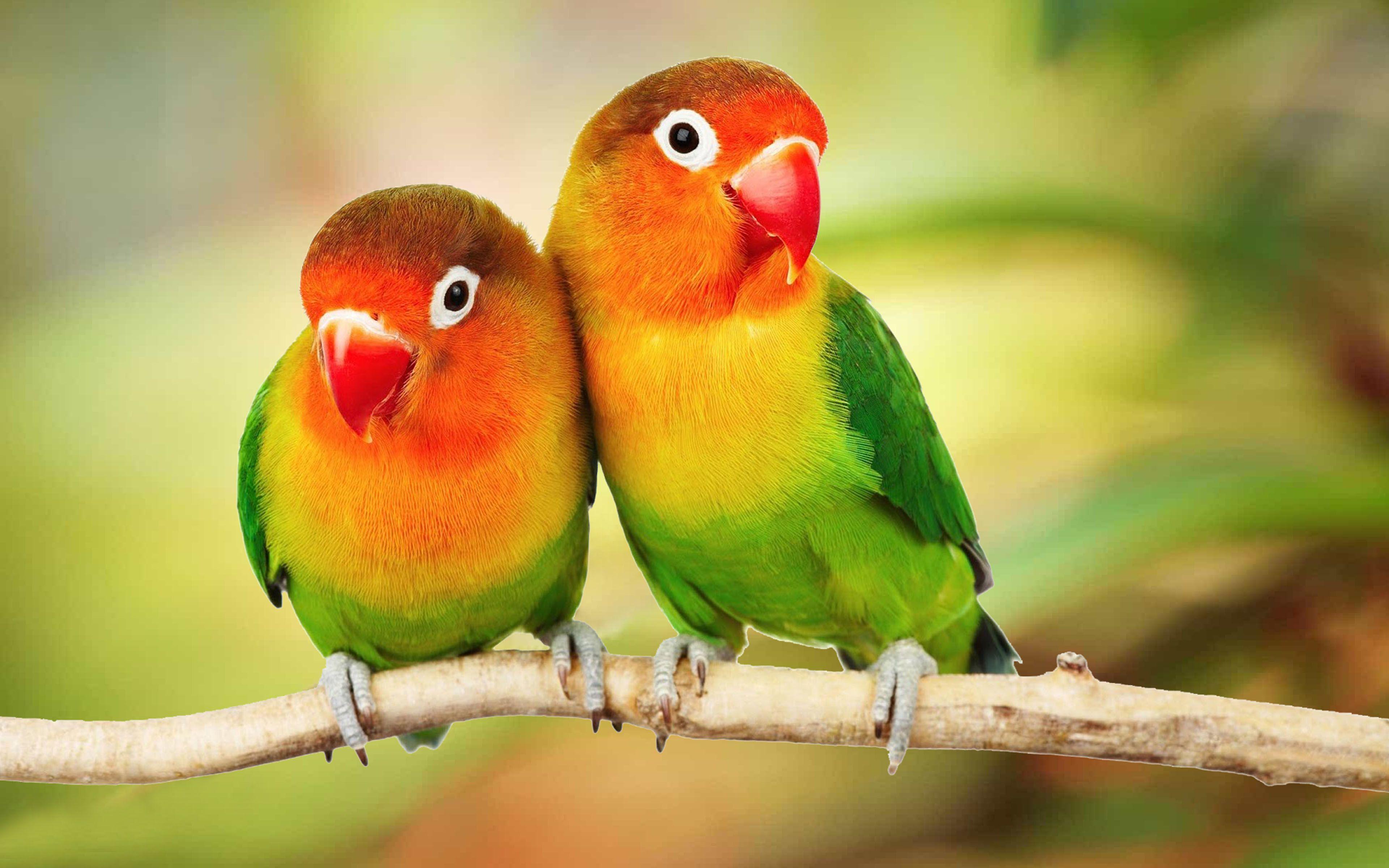 Parrots Laptop Wallpapers - Top Free Parrots Laptop Backgrounds ...