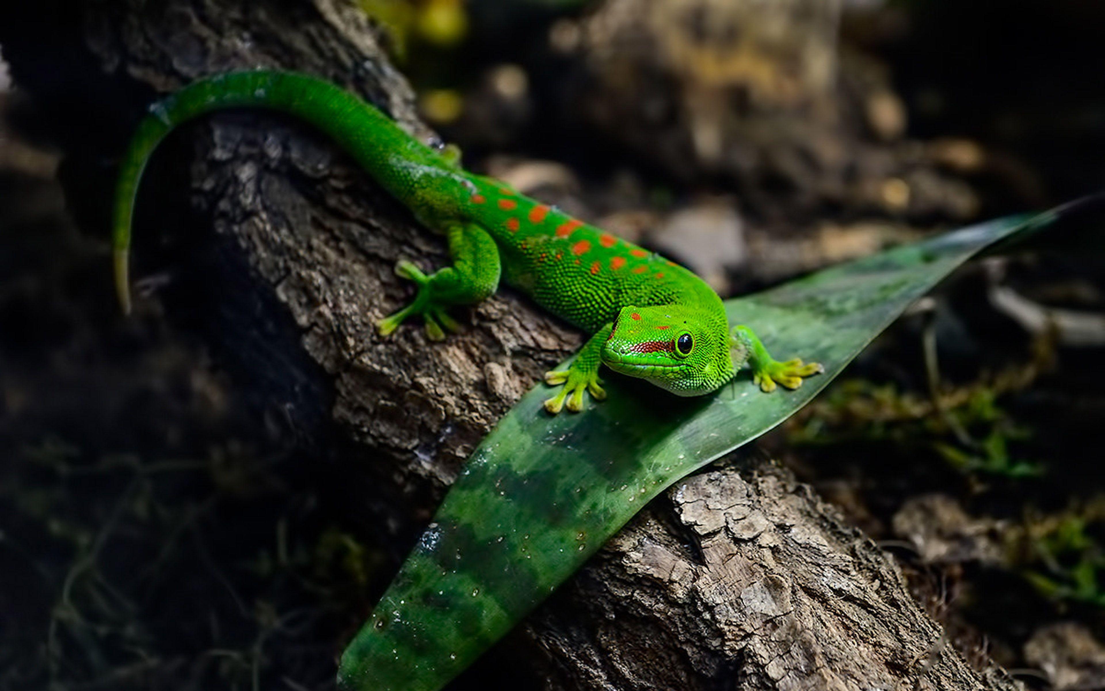 Gecko 4K Wallpapers - Top Free Gecko 4K Backgrounds - WallpaperAccess