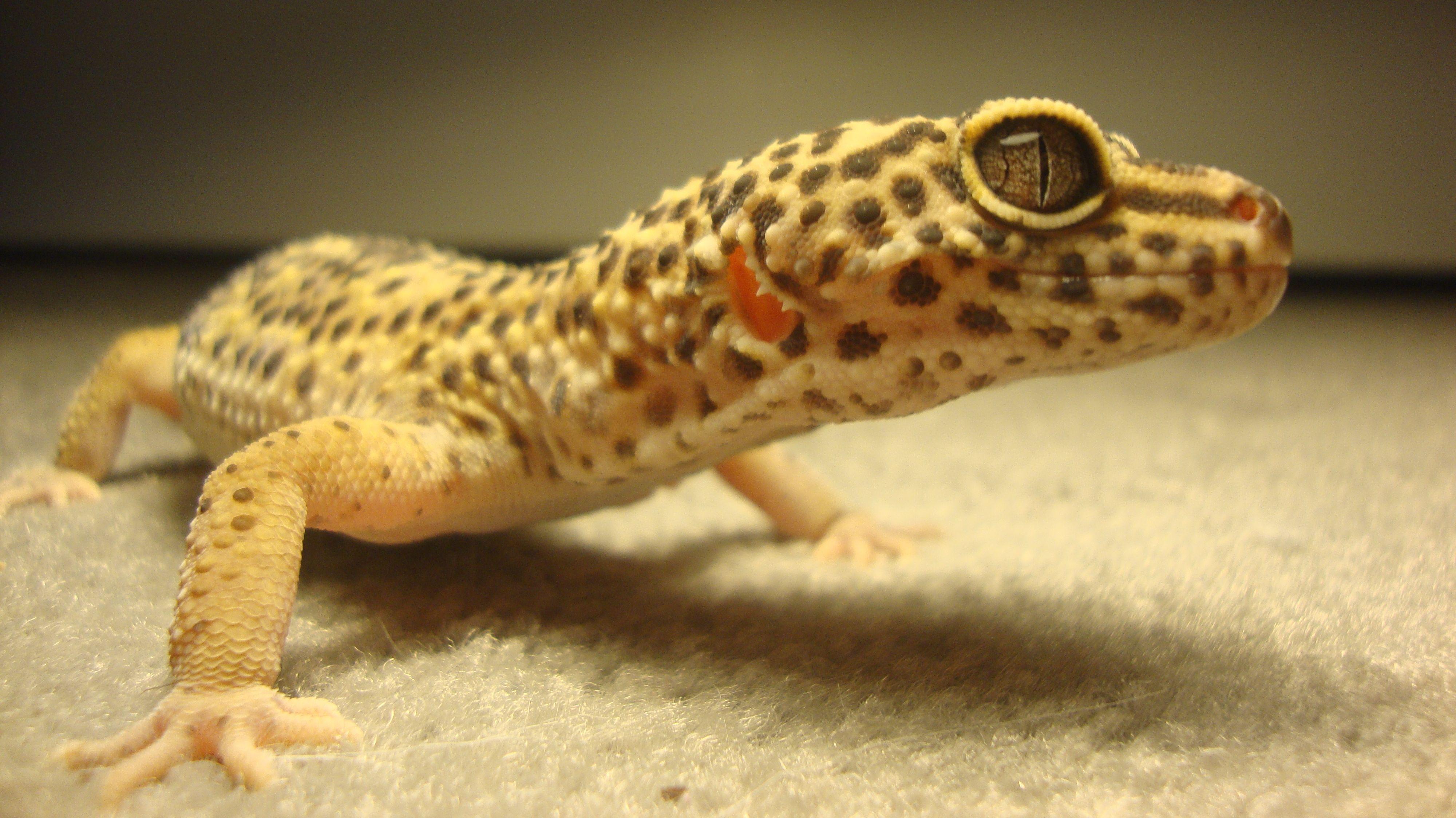 Gecko 4K Wallpapers - Top Free Gecko 4K Backgrounds - WallpaperAccess