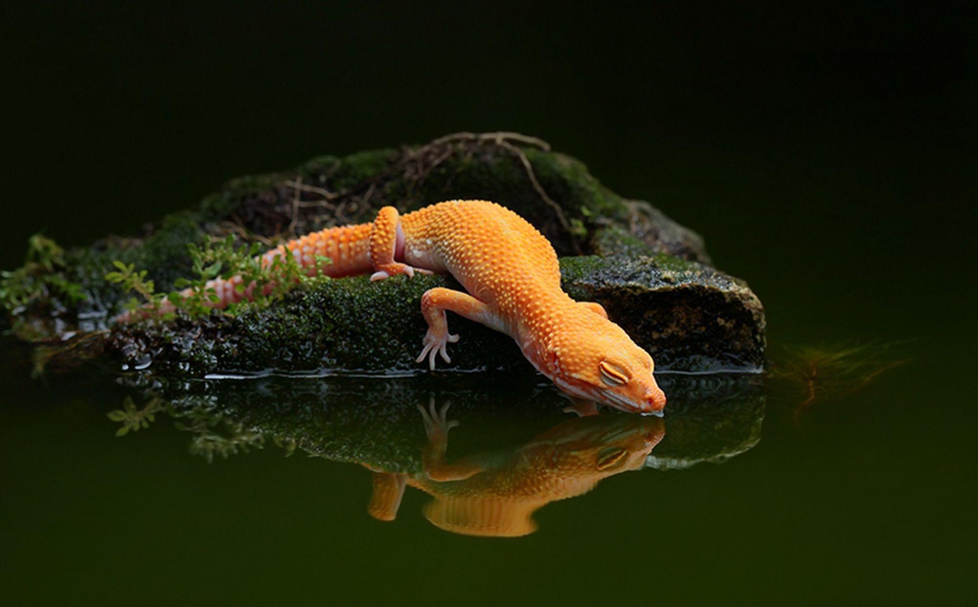 Gecko 4K Wallpapers - Top Free Gecko 4K Backgrounds - WallpaperAccess