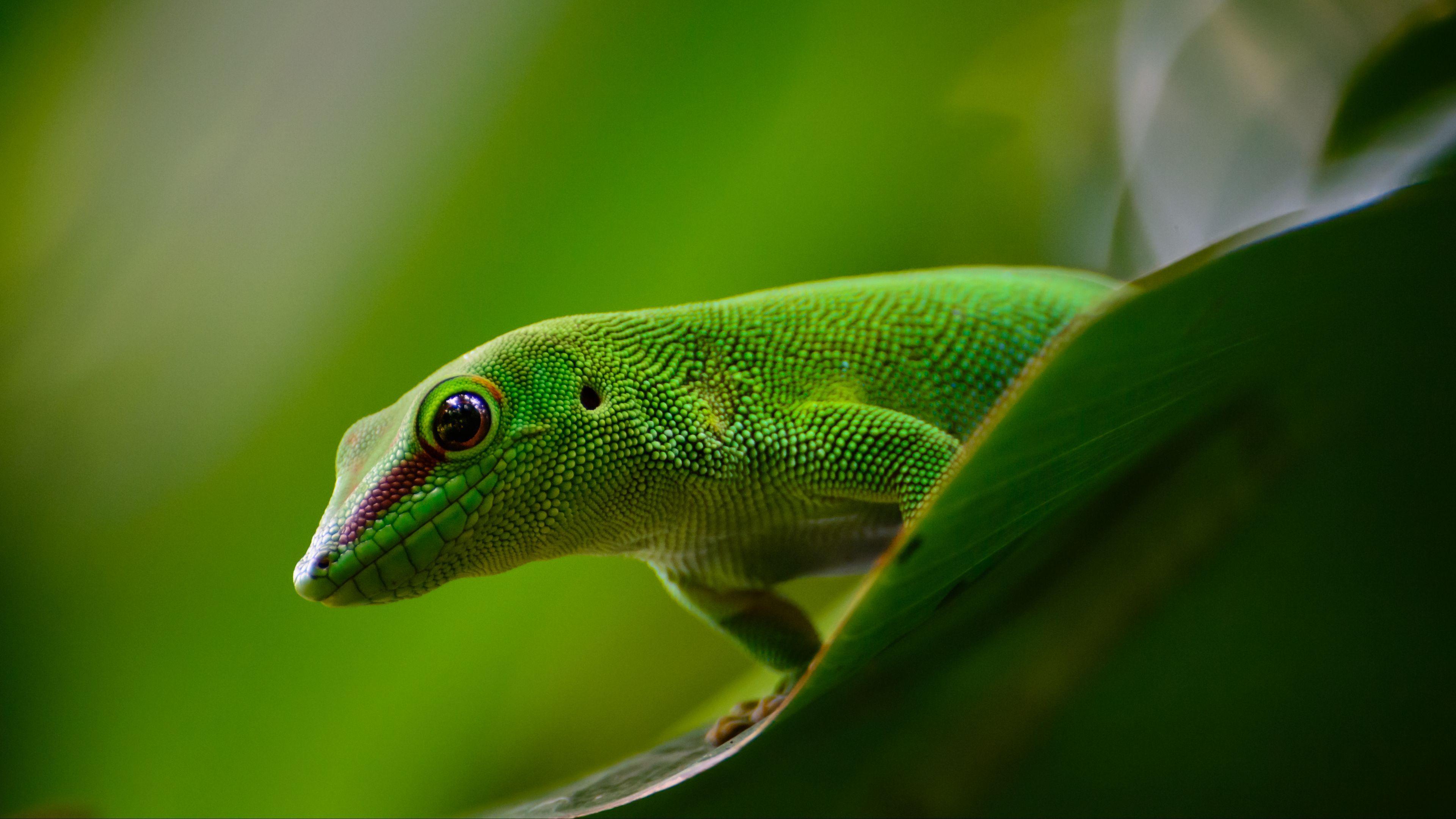 Gecko 4K Wallpapers - Top Free Gecko 4K Backgrounds - WallpaperAccess
