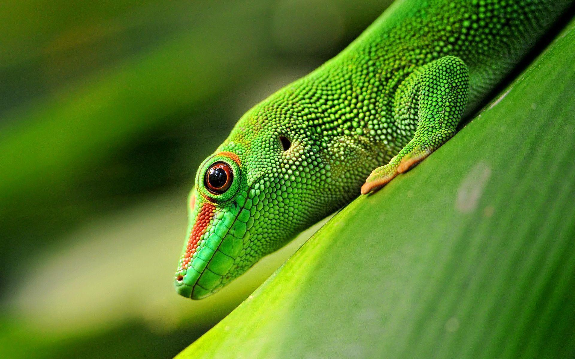 Gecko 4K Wallpapers - Top Free Gecko 4K Backgrounds - WallpaperAccess