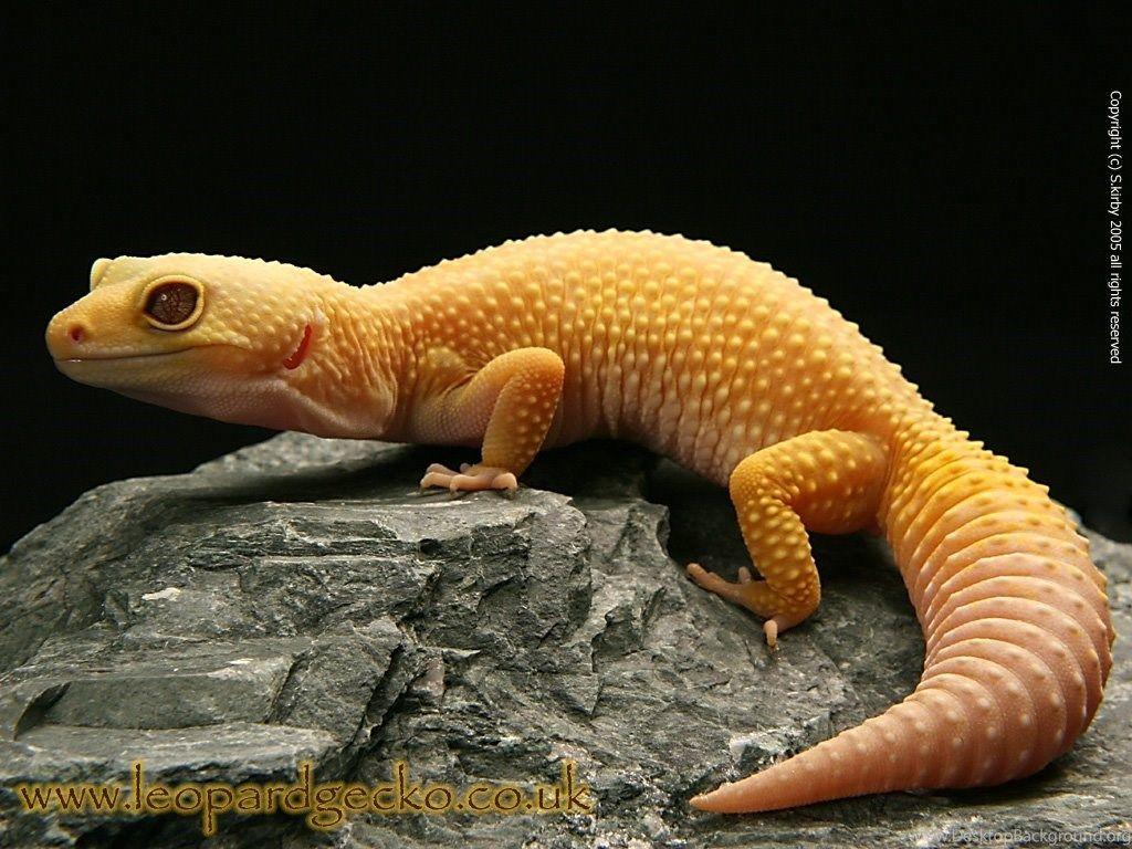 Gecko 4K Wallpapers - Top Free Gecko 4K Backgrounds - WallpaperAccess