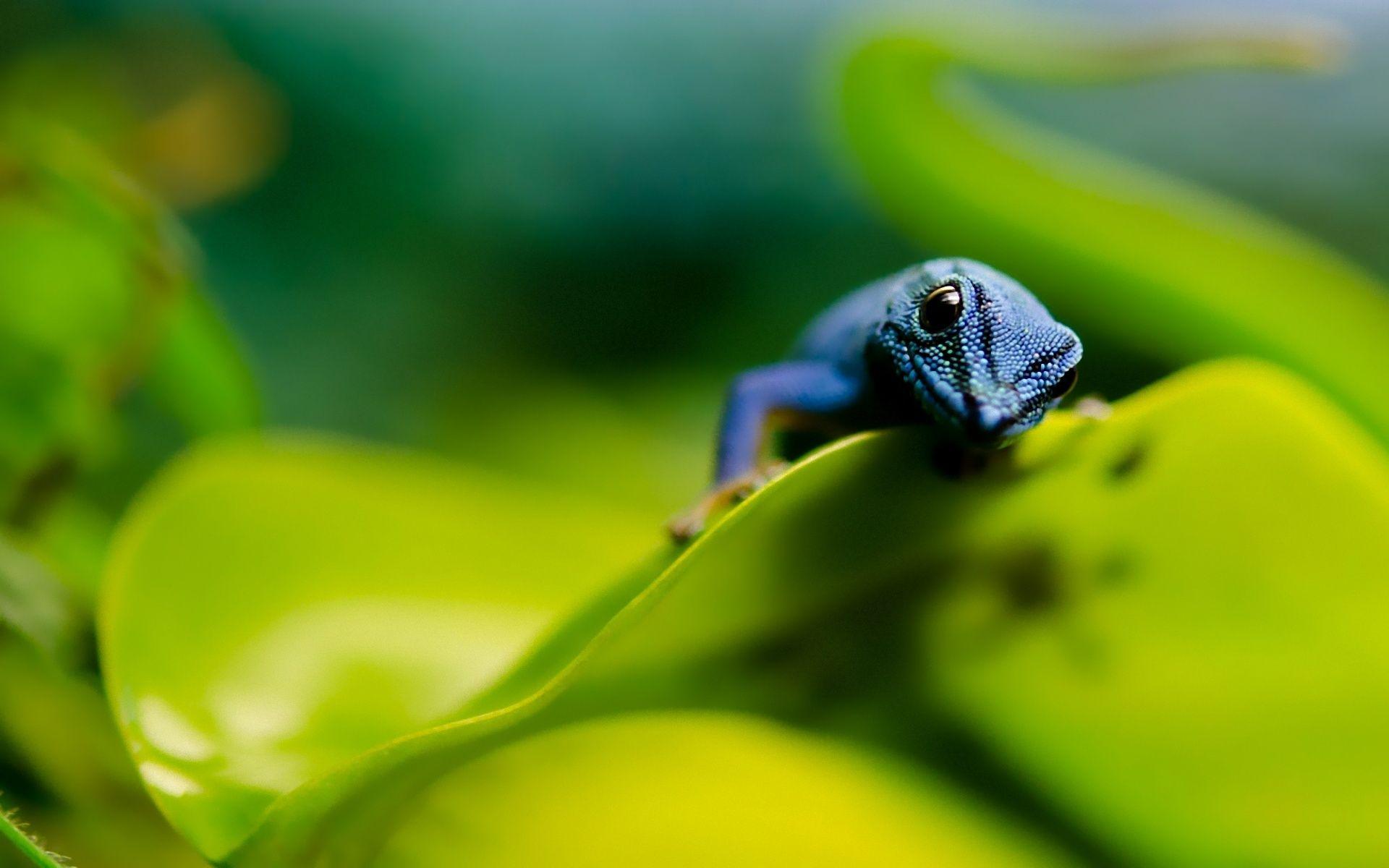 Gecko 4K Wallpapers - Top Free Gecko 4K Backgrounds - WallpaperAccess