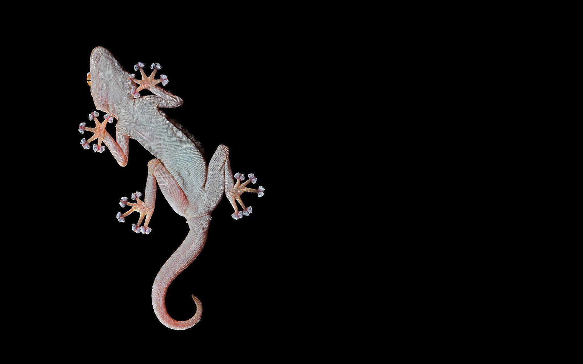 Gecko 4K Wallpapers - Top Free Gecko 4K Backgrounds - WallpaperAccess