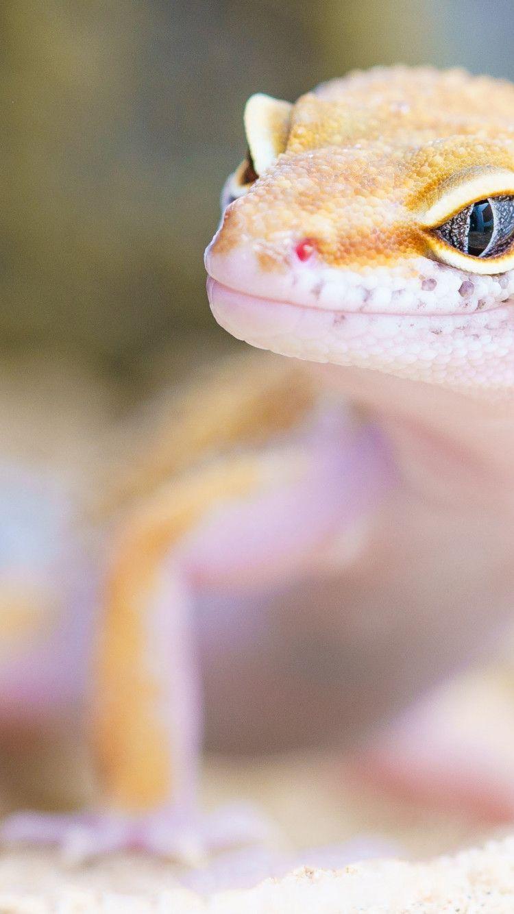 Gecko 4K Wallpapers - Top Free Gecko 4K Backgrounds - WallpaperAccess
